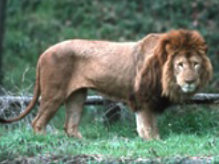 Tama Zoological Park - TokyoZooNet