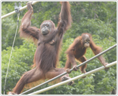 Animals | Tama Zoological Park